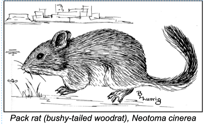 Fauna of Northwest caves – Oregon Grotto
