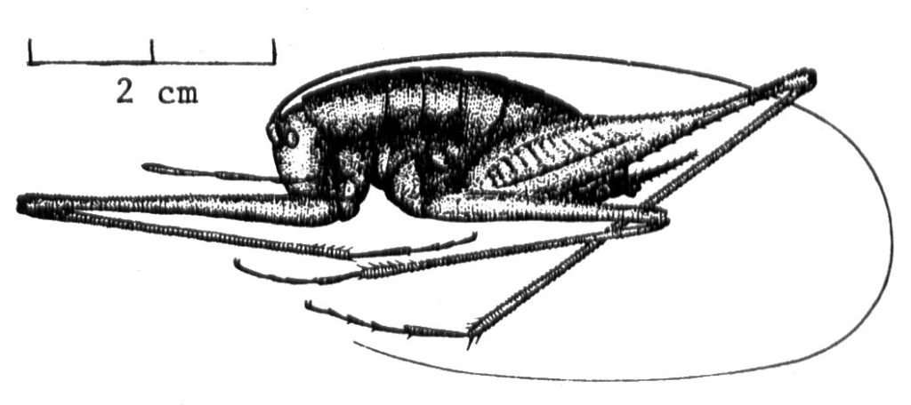 Fauna of Northwest caves – Oregon Grotto